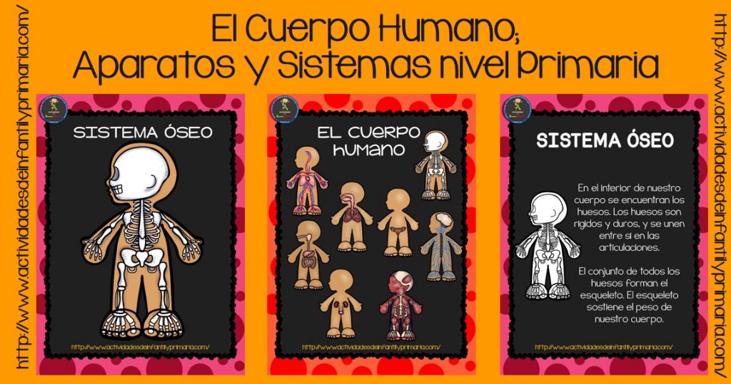 El Cuerpo Humano Aparatos Y Sistemas Nivel Primaria