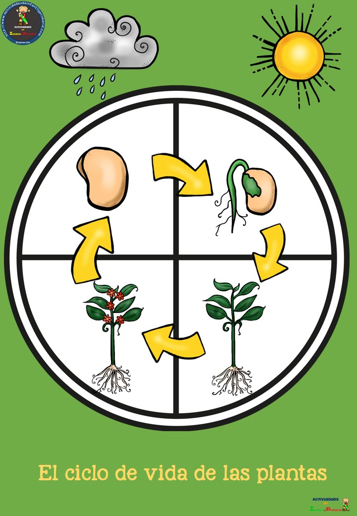 El ciclo de vida de las plantas (1) El ciclo de vida de las plantas (1)