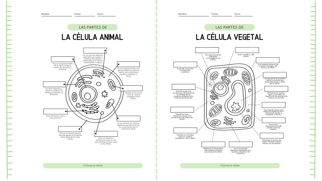 Las partes de la célula animal y vegetal - Actividades de infantil y ...