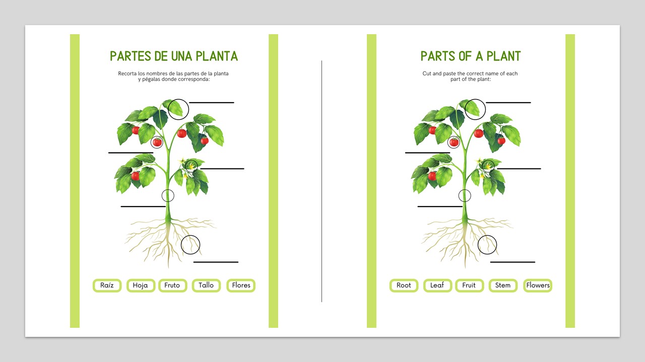 Hoja De Trabajo De Partes De La Planta