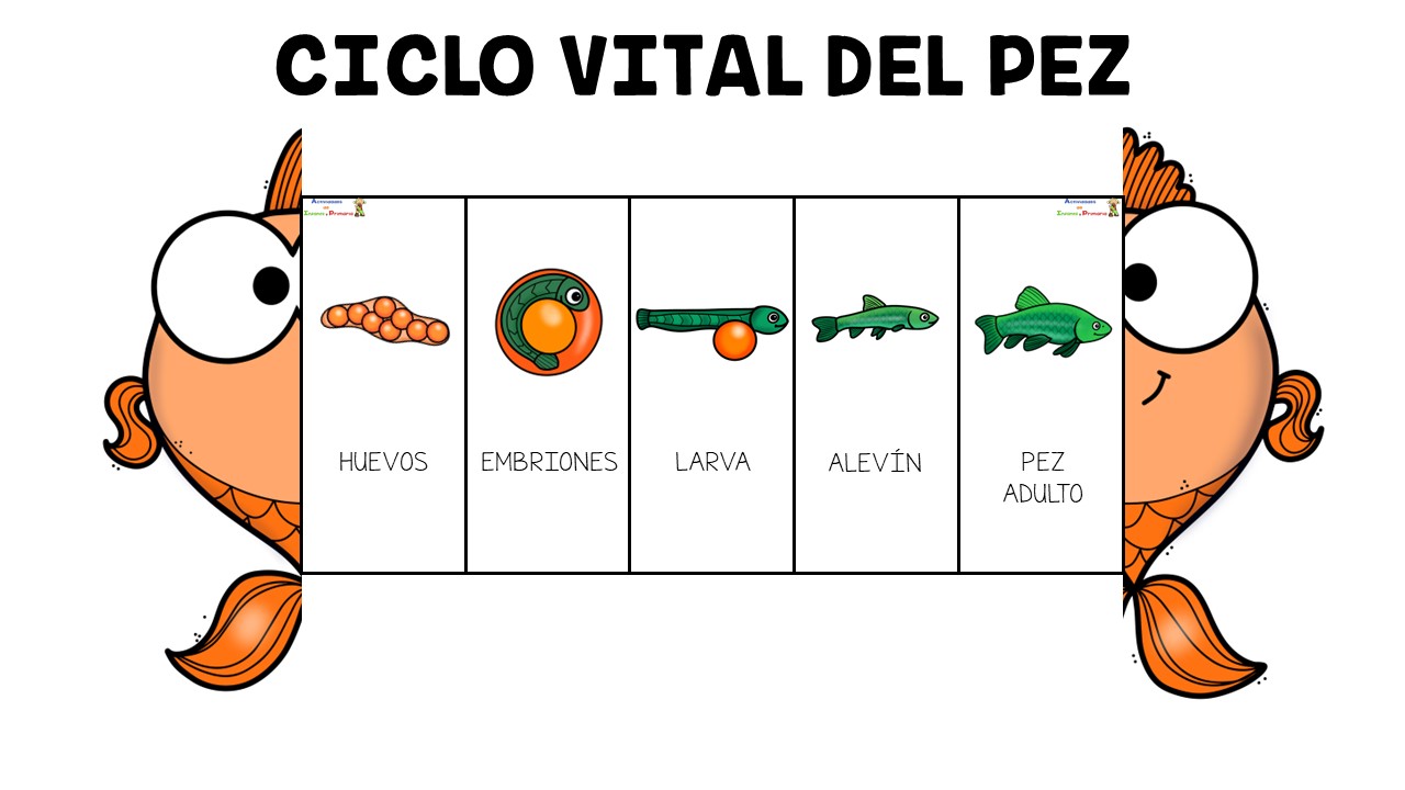 foldables ciclo vital animales (3) foldables ciclo vital animales (3)