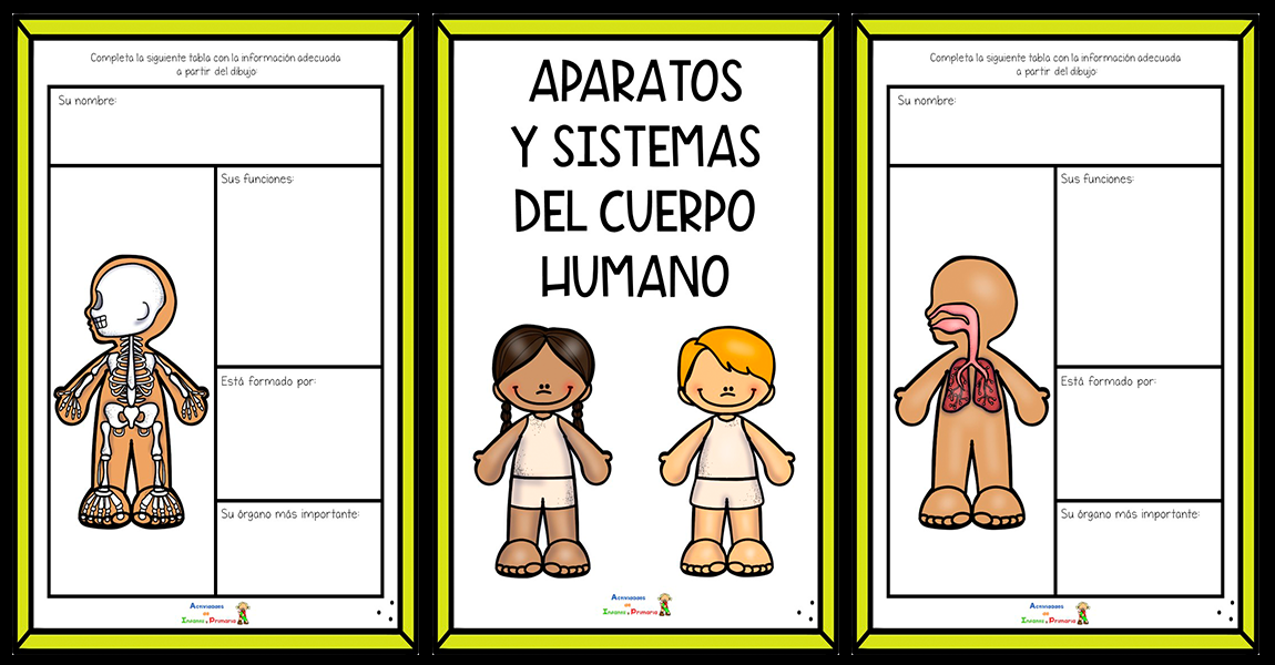 Mi Cuaderno Del Cuerpo Humano Aparatos Y Sistemas Actividades De
