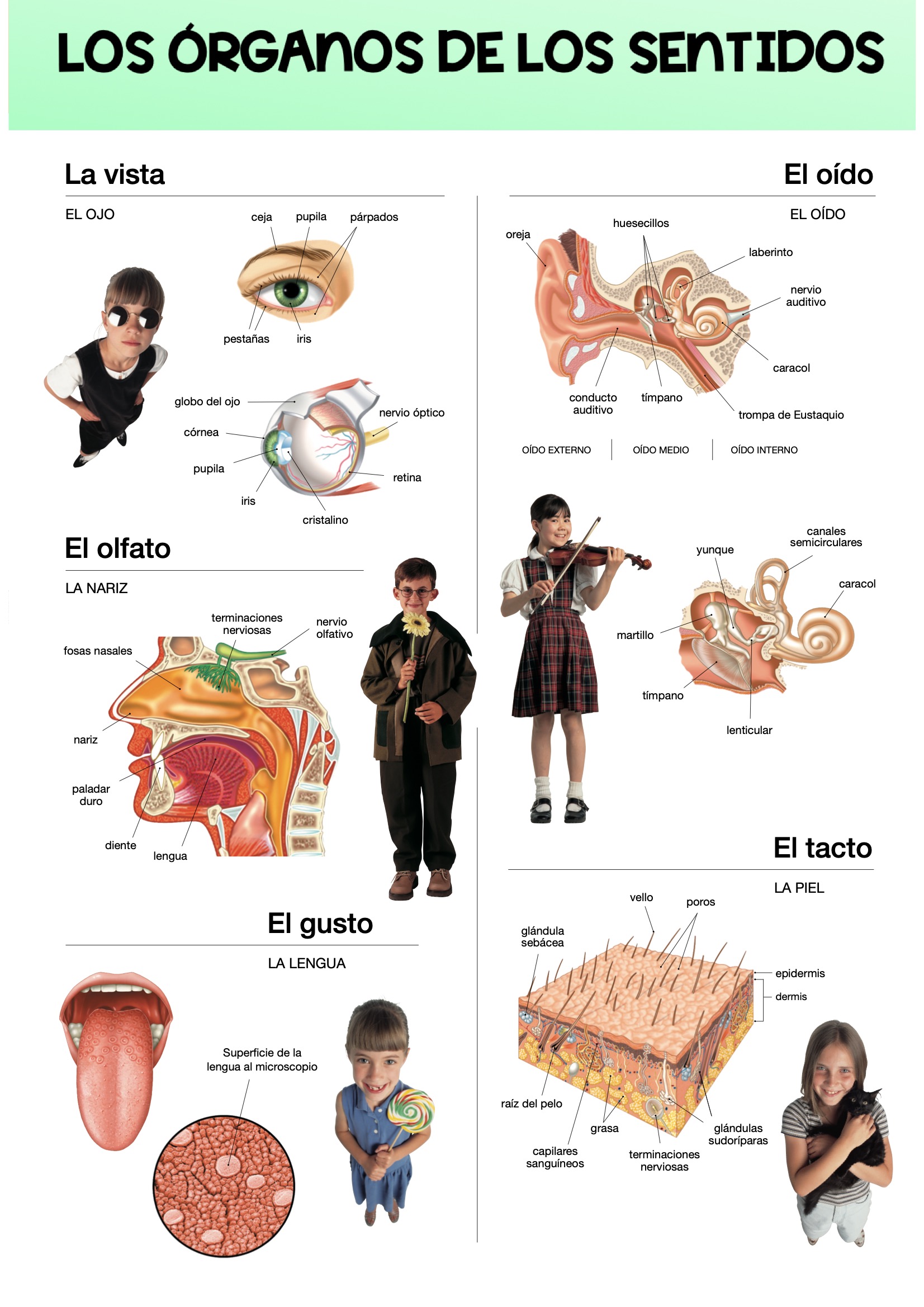 Fantástica lámina para trabajar los sentidos en primaria 4