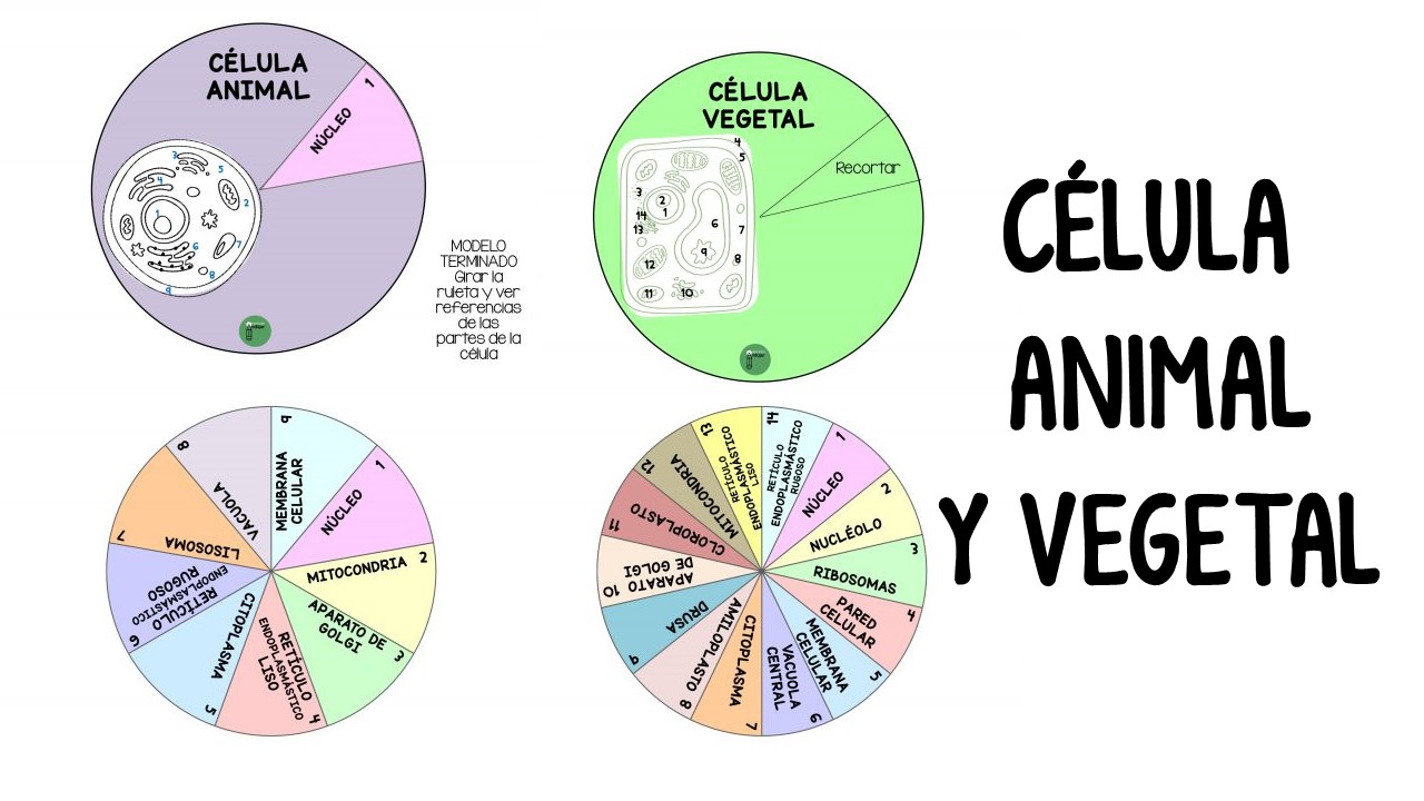 Recurso didáctico ilustrativo: Aprendemos las partes de la célula ...