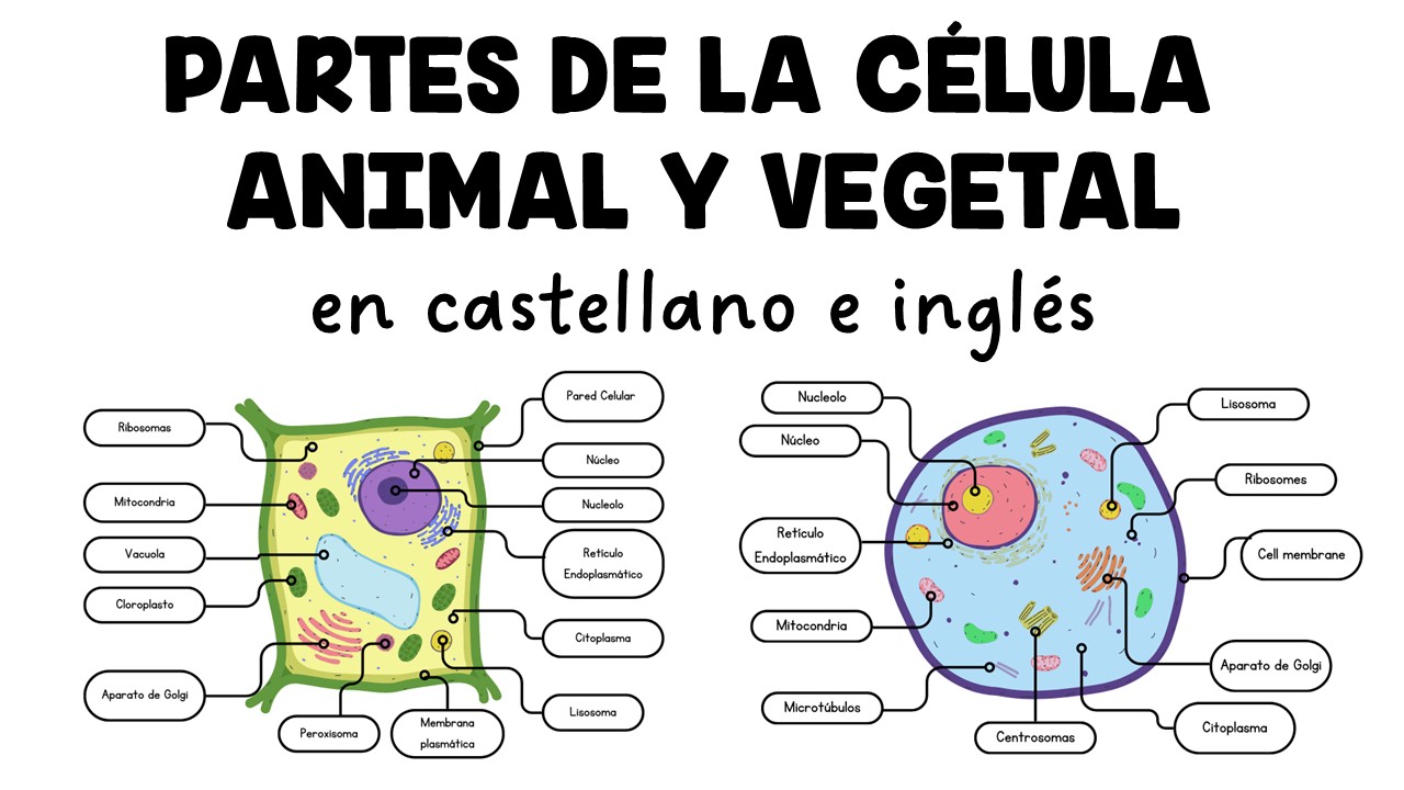 Clasificacin De Las Clulas Para Quinto Grado De Primaria