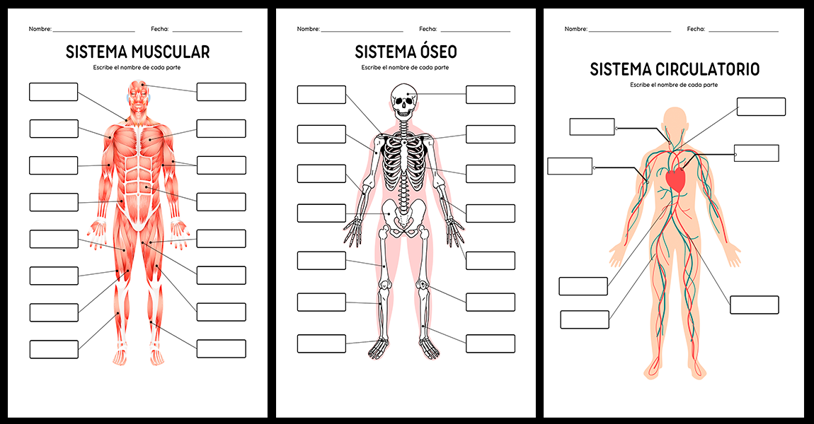 Hojas De Trabajo Sobre Los Sistemas Del Cuerpo Humano Para Quinto Grado