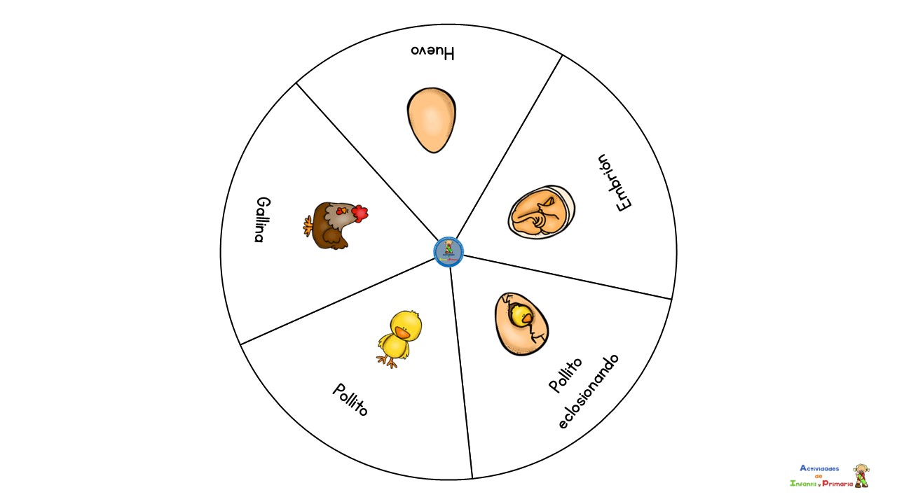 Hoja De Trabajo Sobre El Ciclo De Vida De Un Pollo El Ciclo De Vida