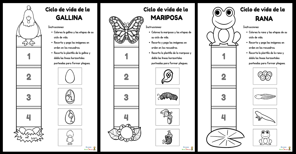 Secuencia Del Ciclo De Vida De Una Planta Para Imprimir 711x459