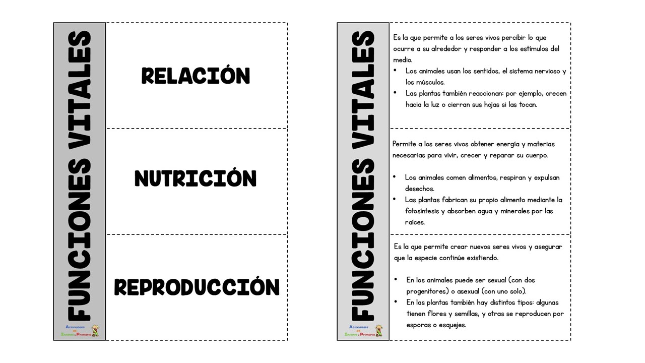 Flipbook: Las funciones vitales - Actividades de infantil y primaria