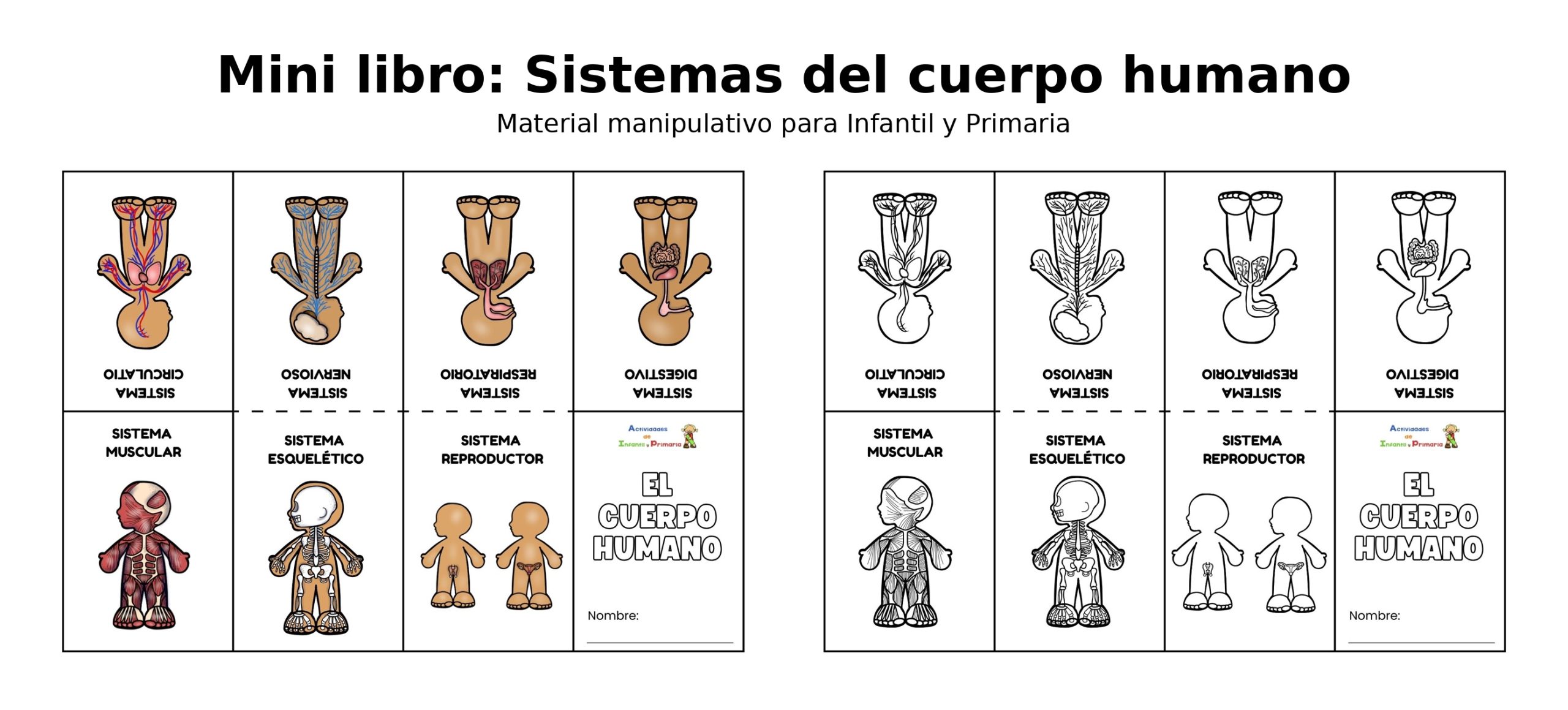 Mi primer mini libro de los sistemas del cuerpo humano a color y en ...